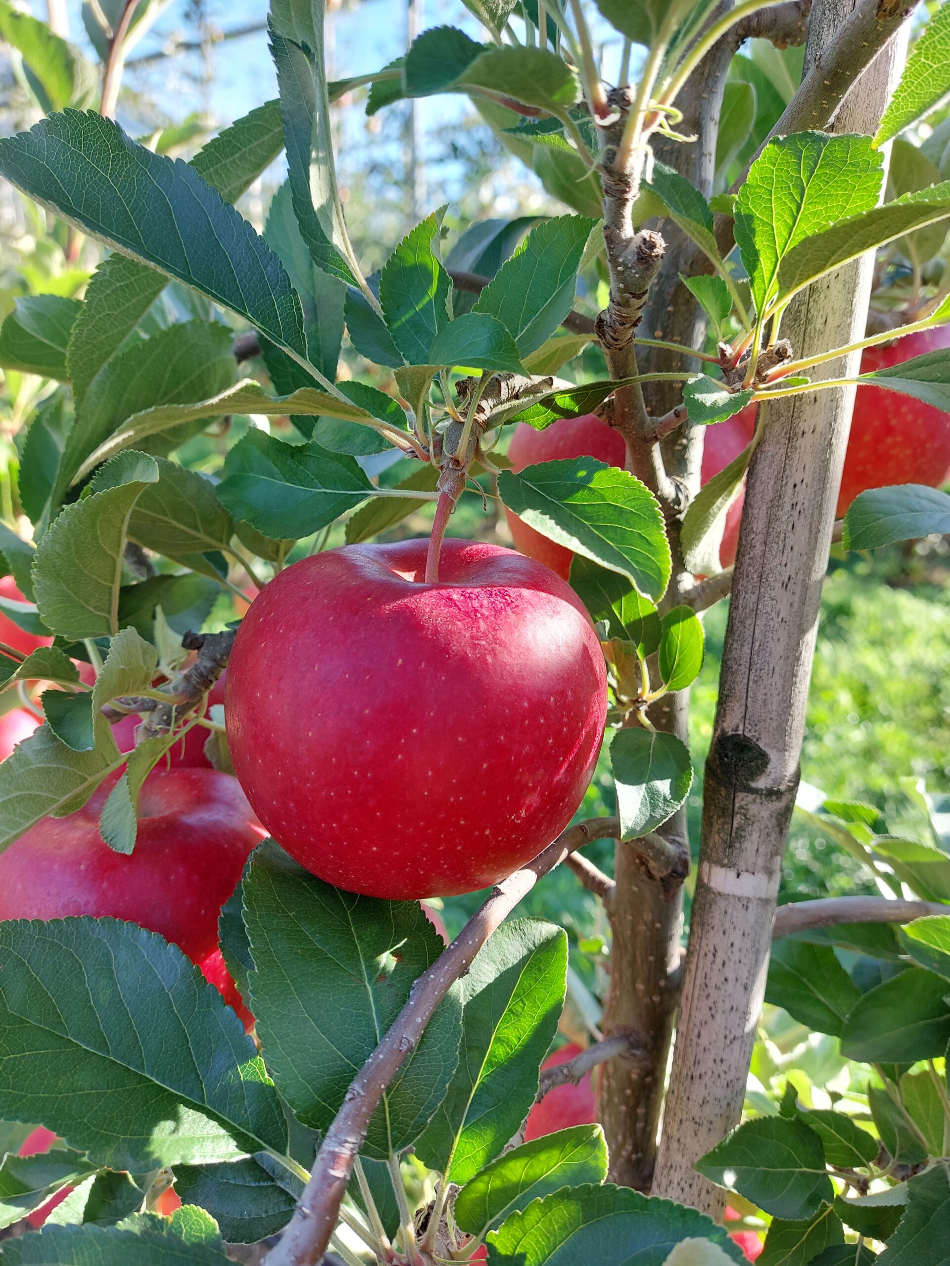 See you at FRUIT ATTRACTION in Madrid. - www.griba.it