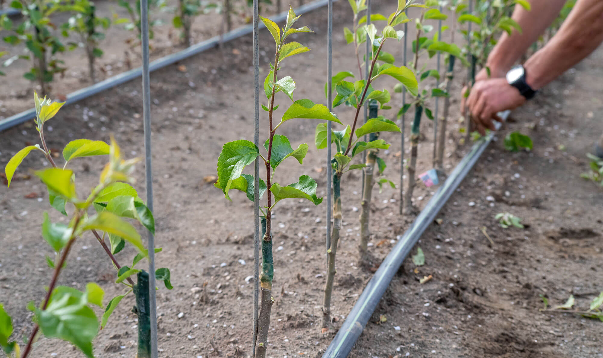 Production of fruit trees