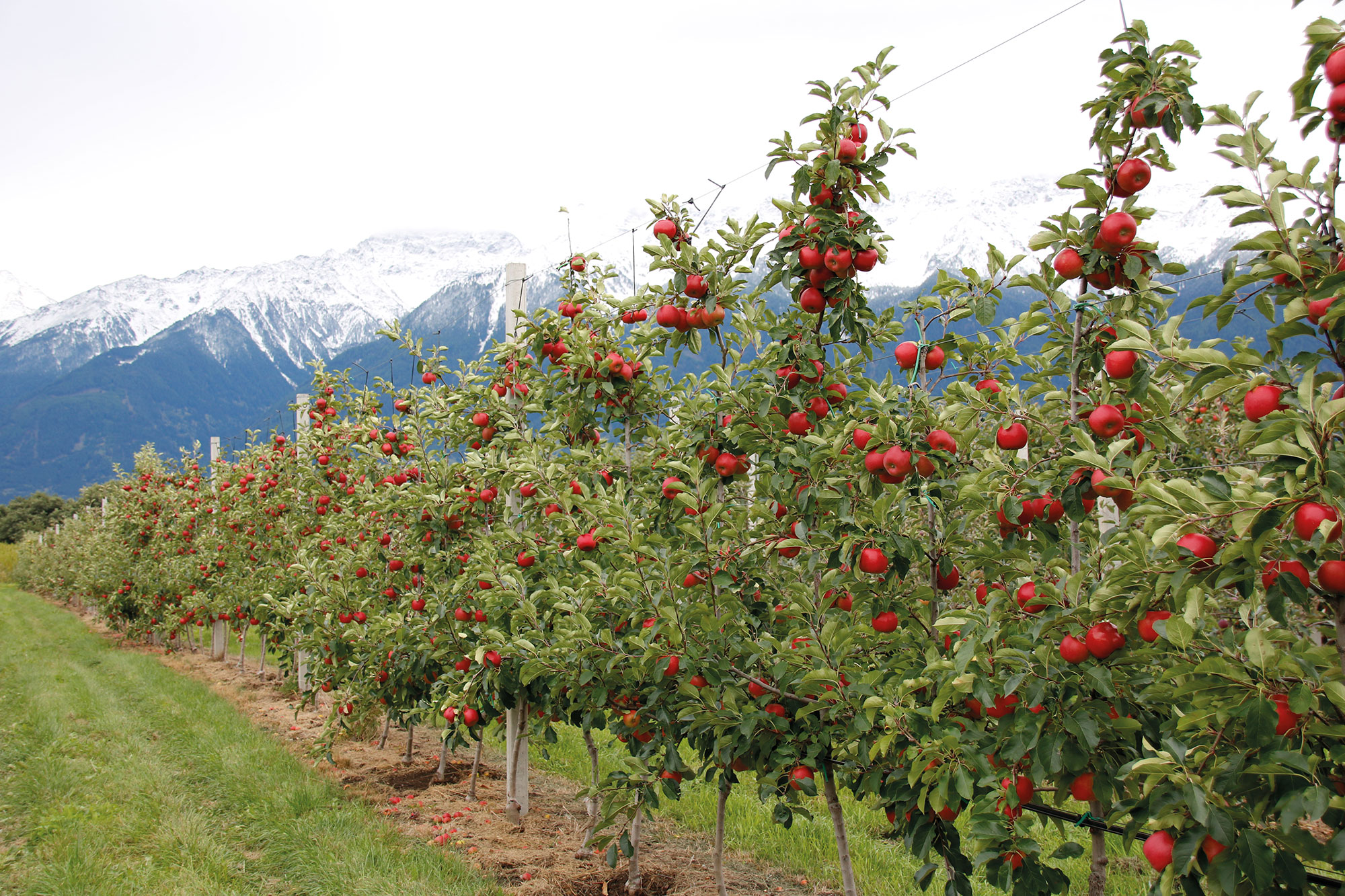 Bonita - www.griba.it