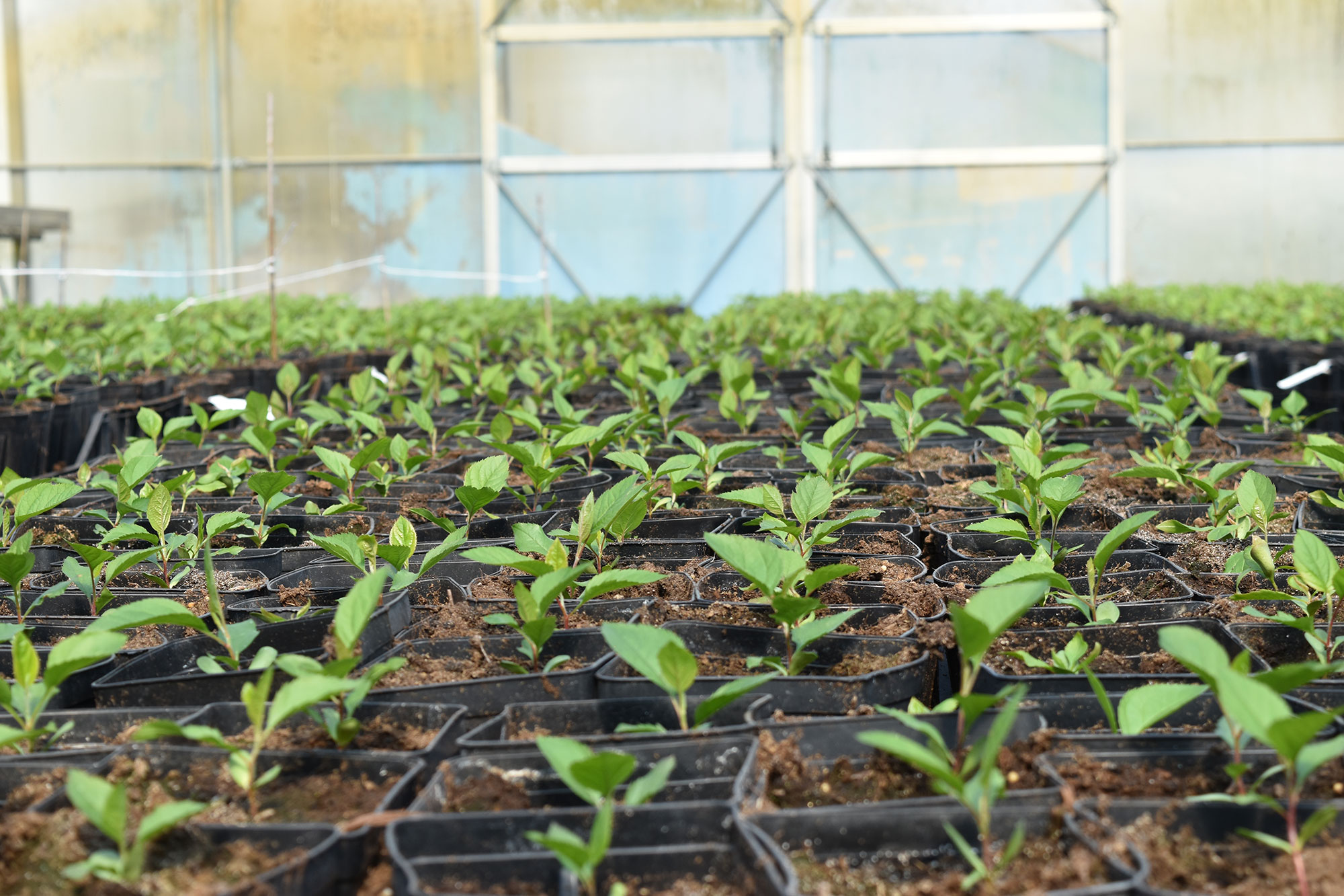 New varieties from the Griba breeding program. - www.griba.it