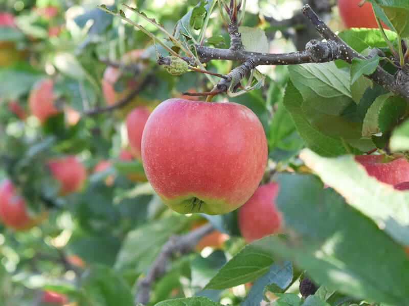 Nicoter KANZI® - www.griba.it