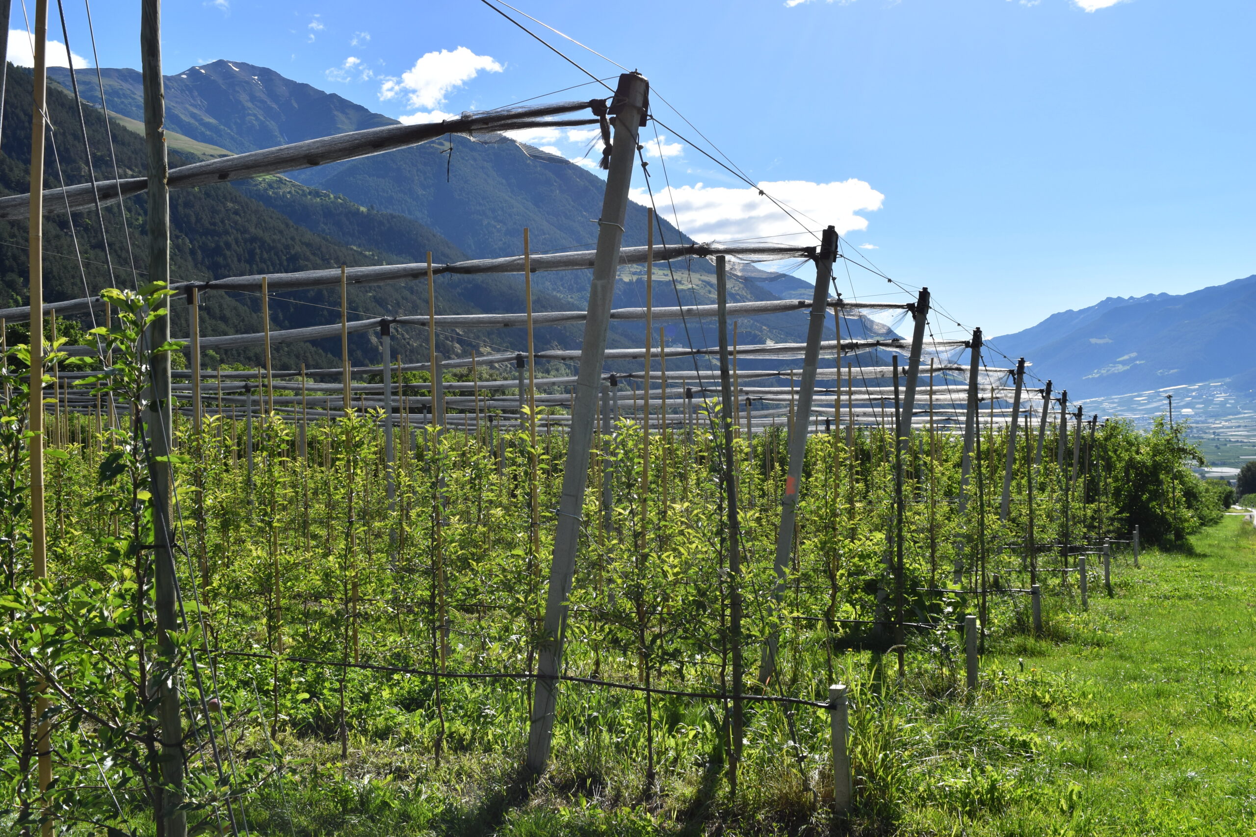 gribastories in Venosta Valley, South Tyrol - www.griba.it