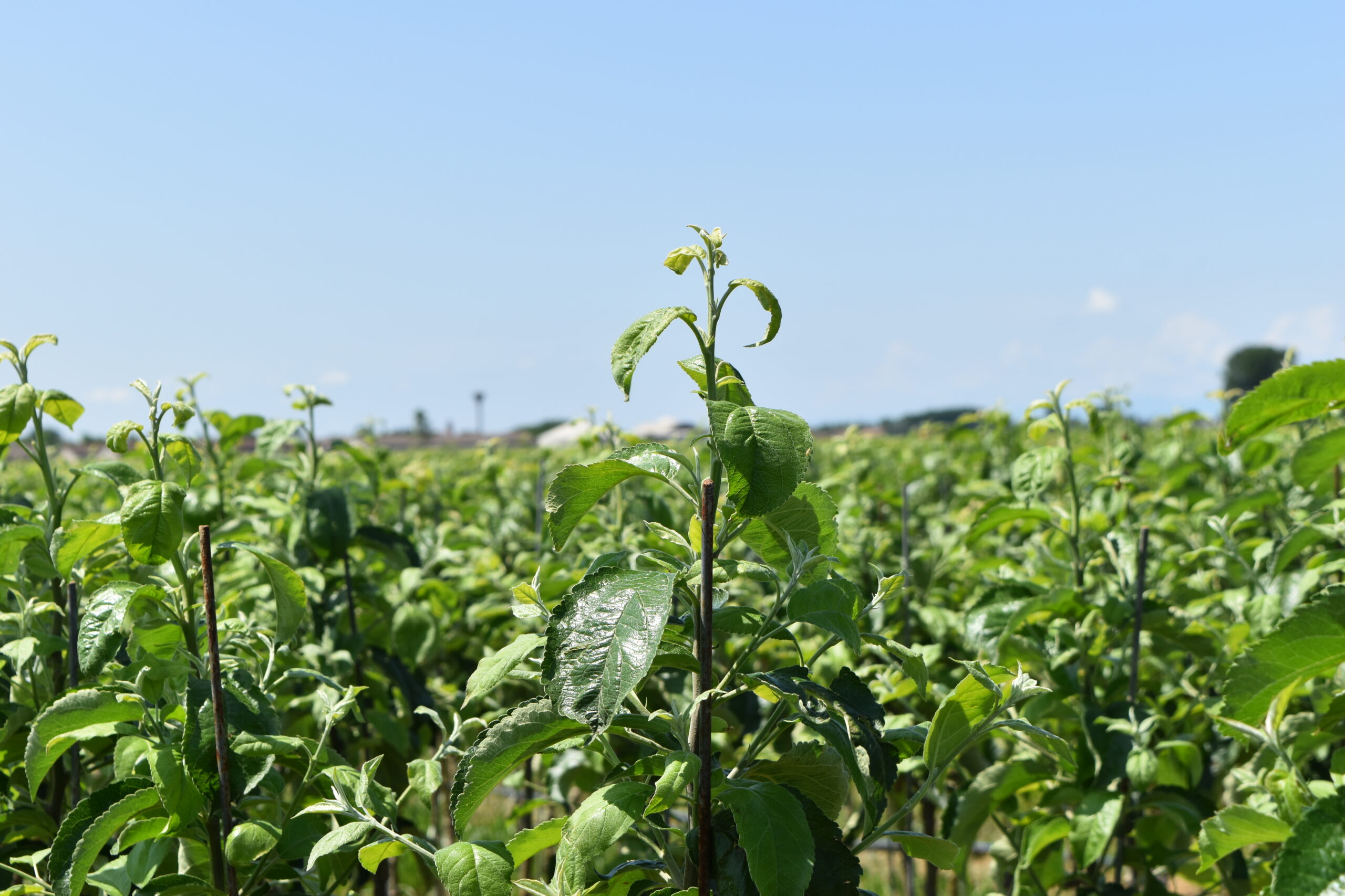 Griba - For noticeable quality in your plants.