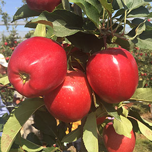 Devil Gala P.B.R. - www.griba.it