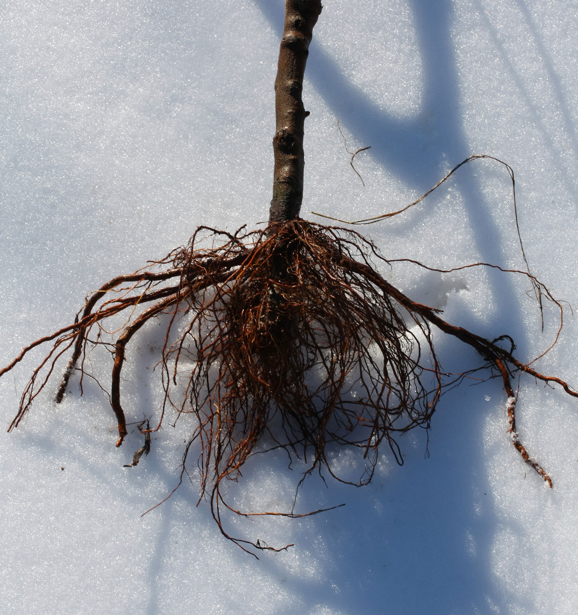 Geneva®: great for organic production - www.griba.it