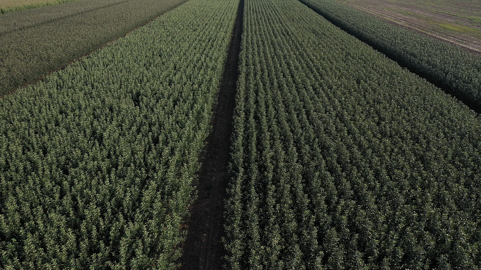 Qualitytrees - www.griba.it