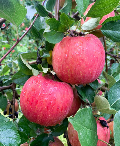 FUJI KO-CIV® FUCIV181 (s) - www.griba.it