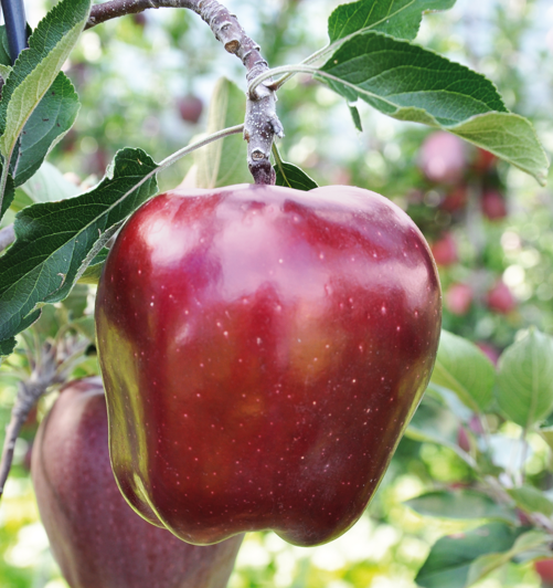 Roat® KING Red Delicious - www.griba.it