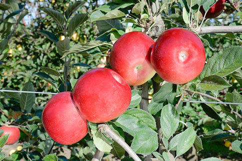 Red Idared C.O.V. - www.griba.it