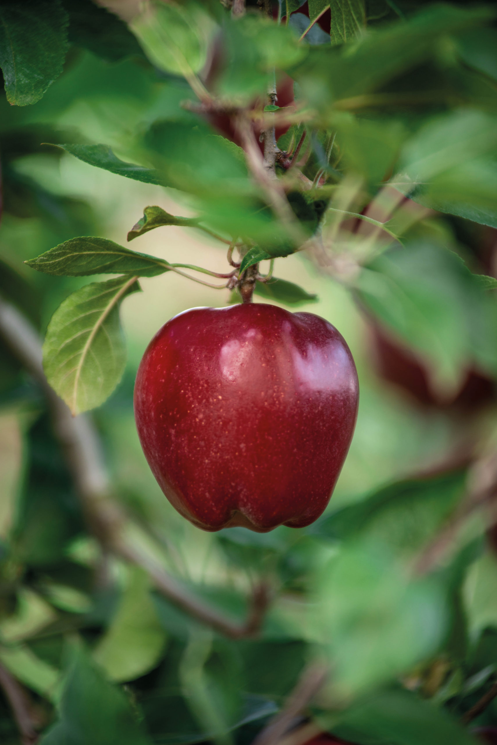 Baumschule Griba Sorten