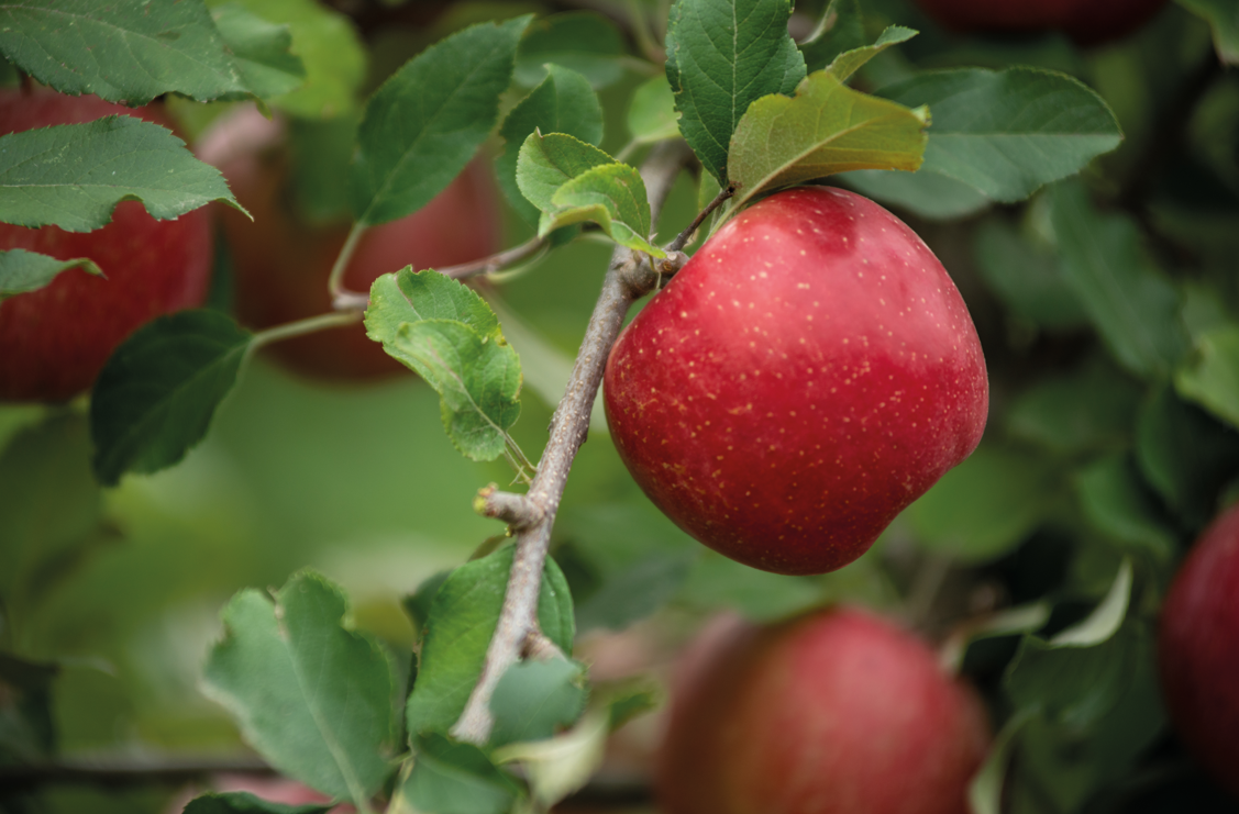 FUJI ZHEN® AZTEC C.O.V. - www.griba.it