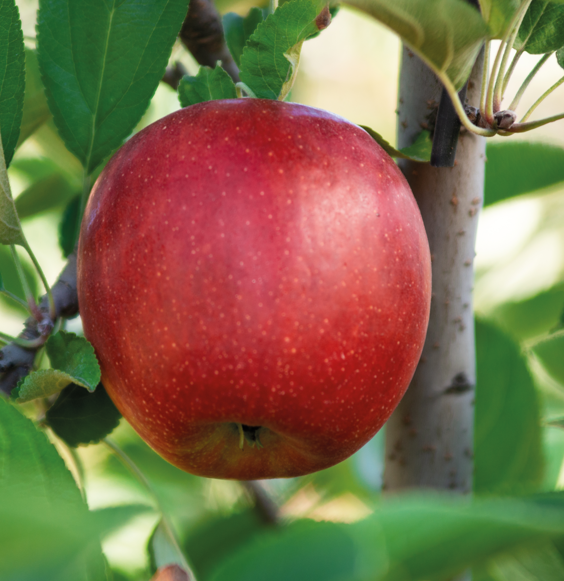 Braeburn Aporo® Mariri Red C.O.V. - www.griba.it