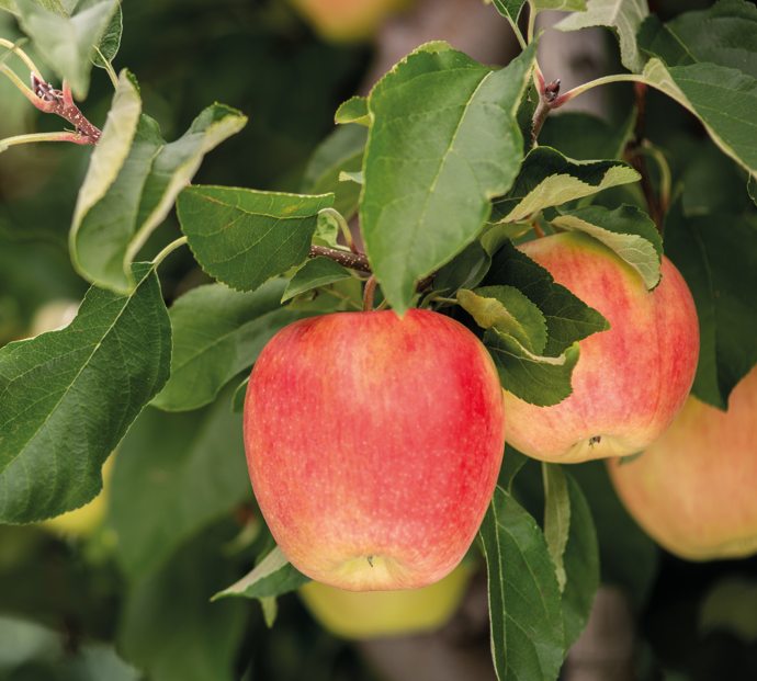 Pinova - www.griba.it