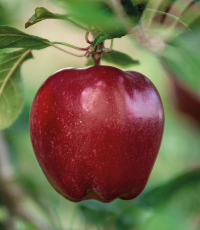 Red Velox® Stark GR 2018 - www.griba.it